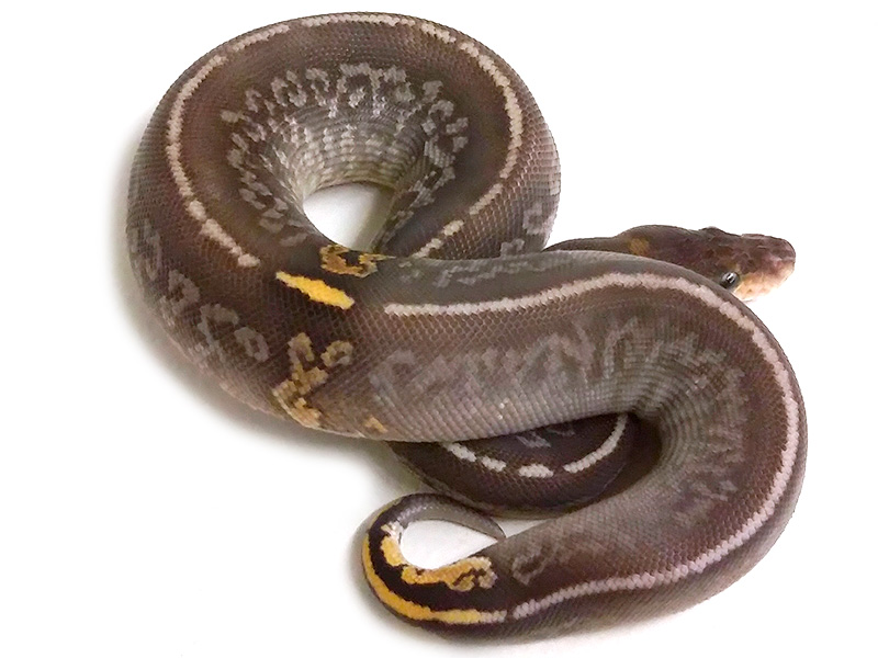 Morph List - World of Ball Pythons