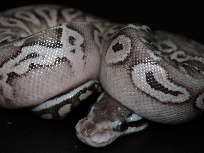 Morph List - World of Ball Pythons