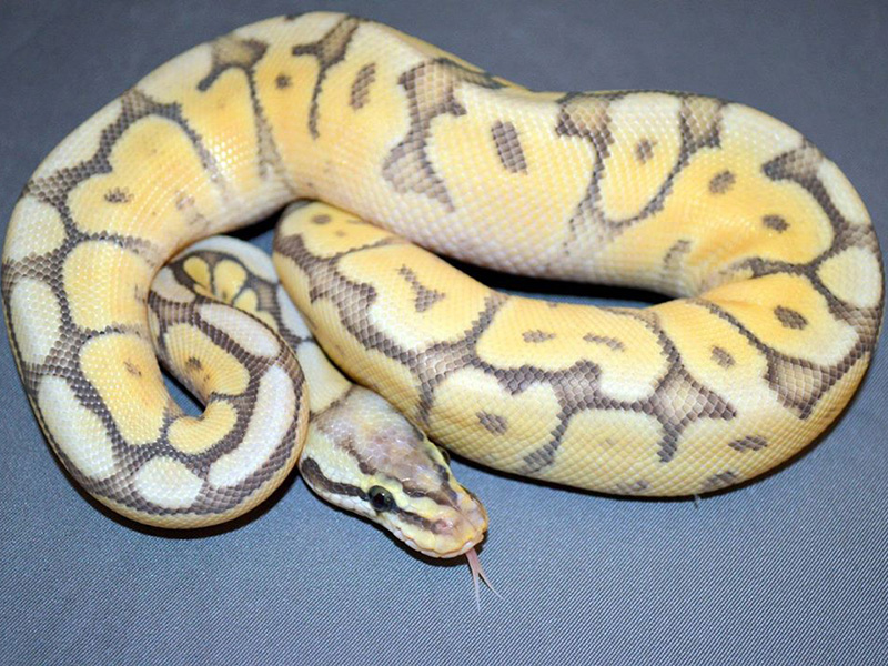 The Swarm - Morph List - World of Ball Pythons