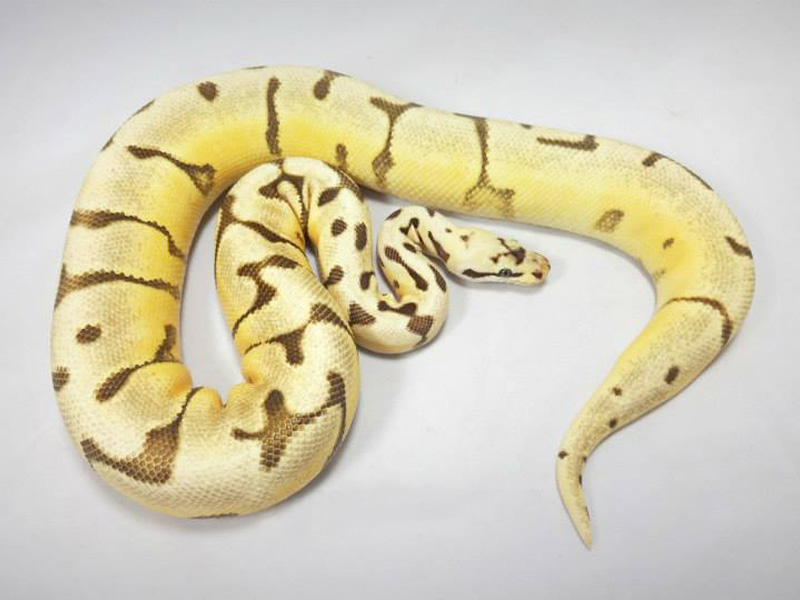 Morph List - World of Ball Pythons