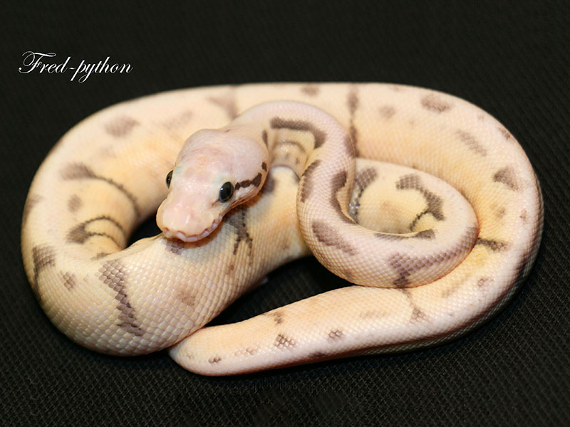 Toxique Killer Bee - Morph List - World of Ball Pythons