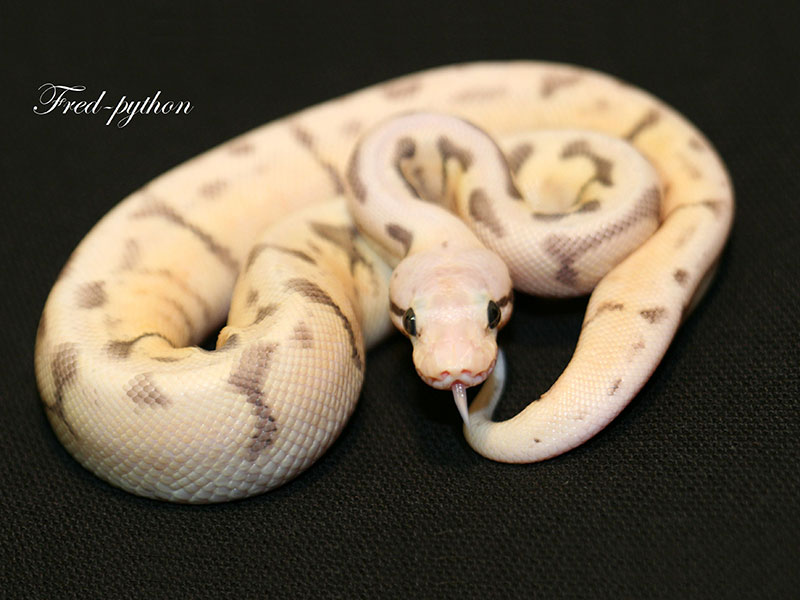 Toxique Killer Bee - Morph List - World of Ball Pythons