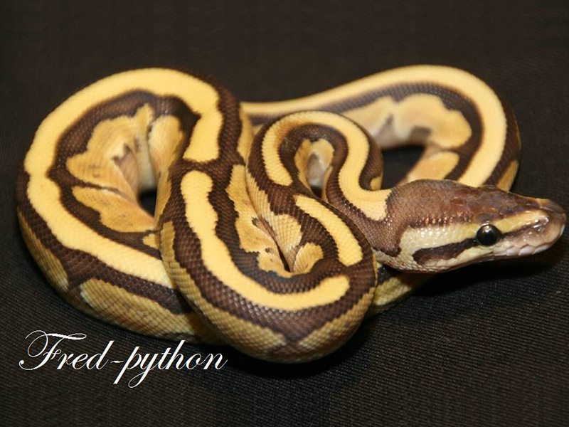 Morph List - World of Ball Pythons