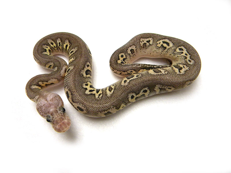 Morph List - World of Ball Pythons