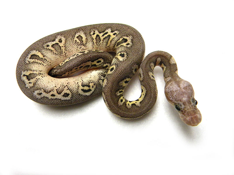 Morph List - World of Ball Pythons