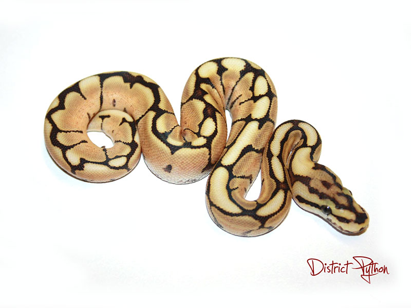 Morph List - World of Ball Pythons