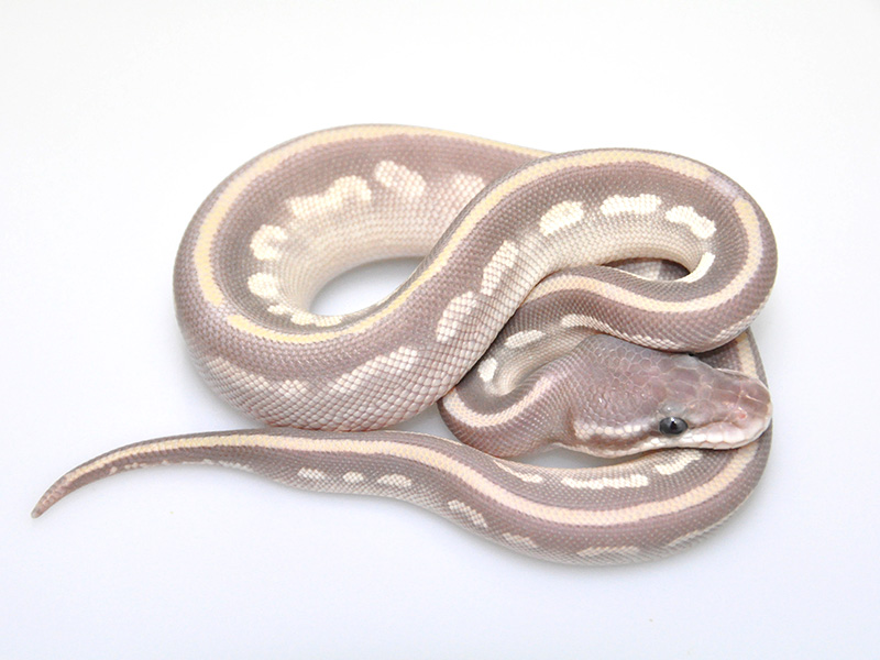 Morph List - World of Ball Pythons