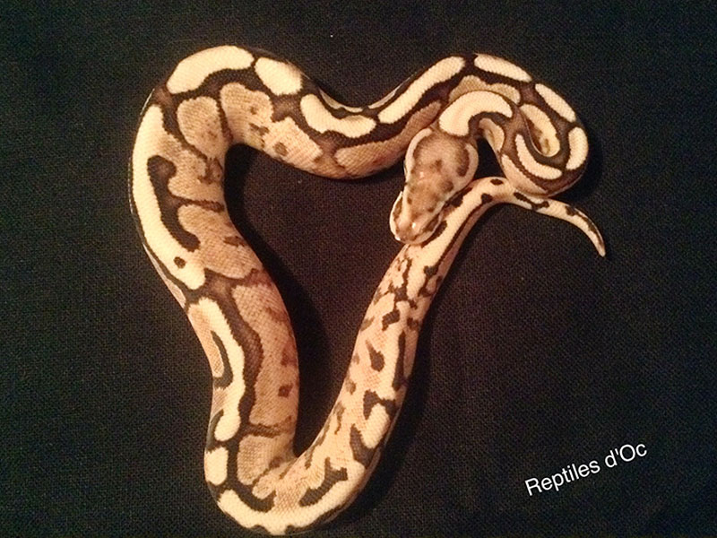 Morph List - World of Ball Pythons