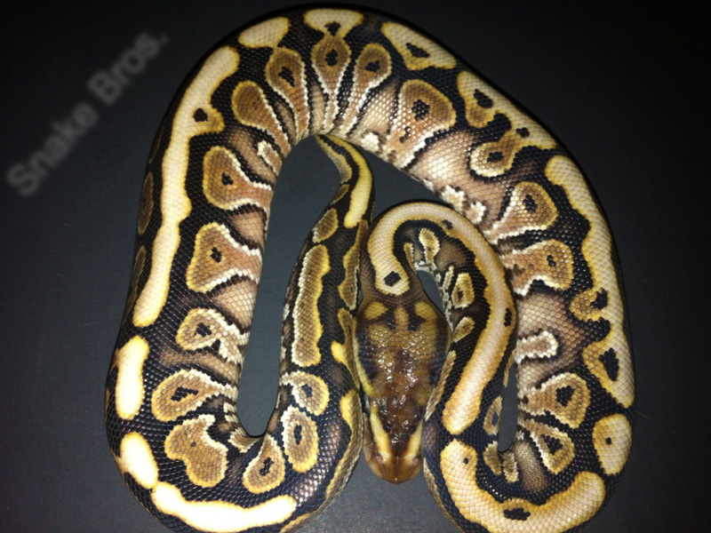 Morph List - World of Ball Pythons