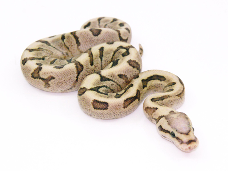 Morph List - World of Ball Pythons