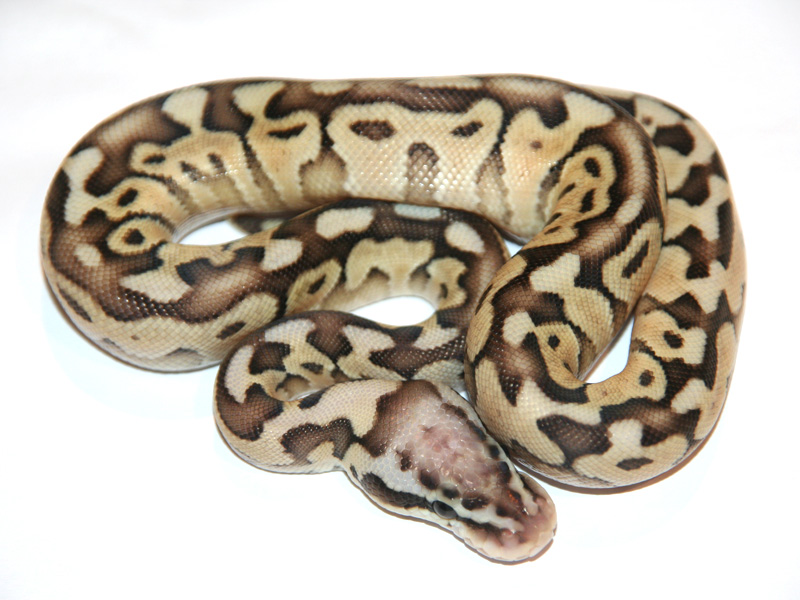 Morph List - World of Ball Pythons