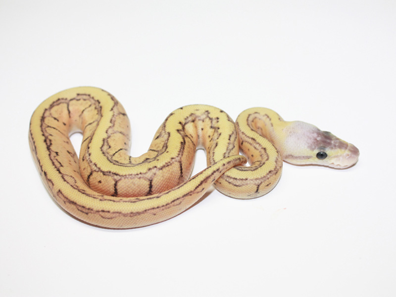 Morph List - World of Ball Pythons