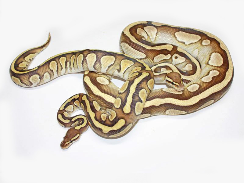 Morph List - World of Ball Pythons