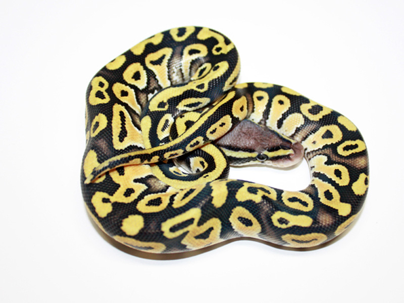 Morph List - World of Ball Pythons