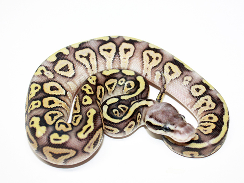 Morph List - World of Ball Pythons