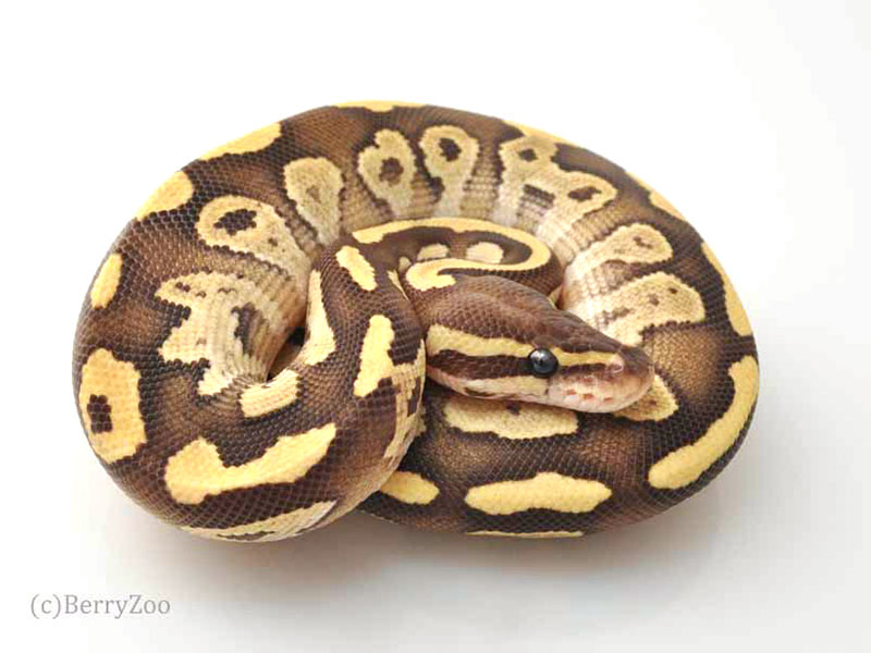 Morph List - World of Ball Pythons