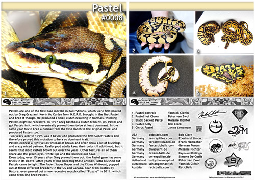 World of Ball Pythons