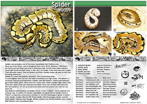 World of Ball Pythons